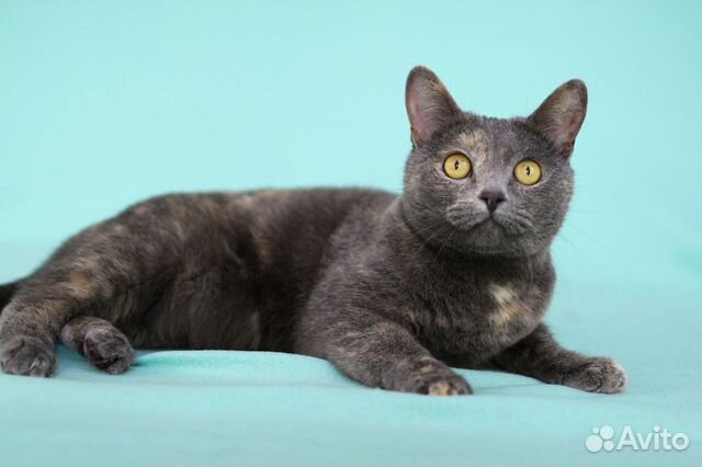 Кошечка Мила - голубокремовая красавица