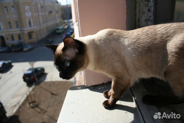 Вязка. Кот. Тайский