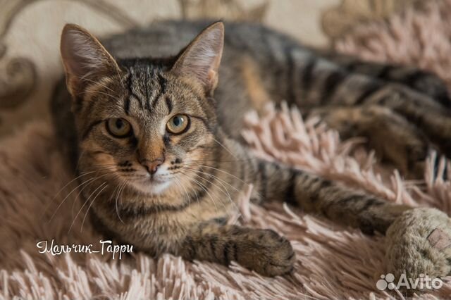 Малыш Гарри в поисках дома