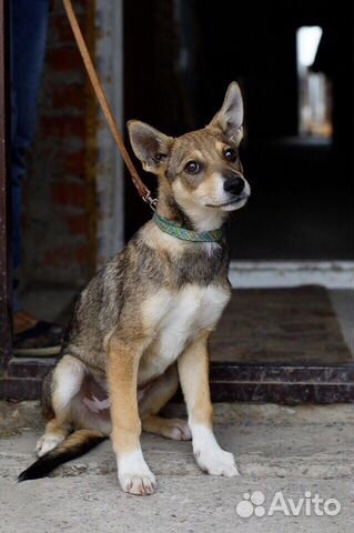 Марик, (10 мес) прекрасный парень ищет дом