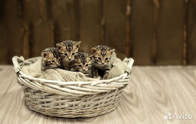 Бенгальчики мальчики