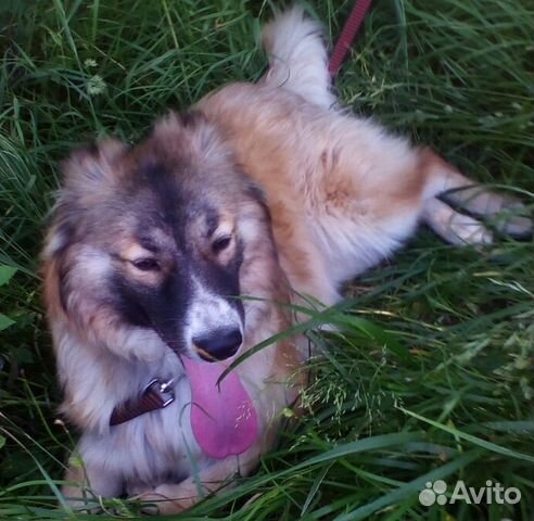 Билл в добрые руки
