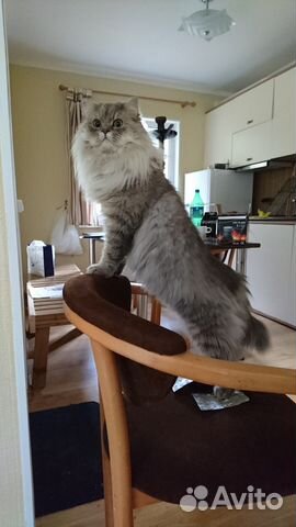 Вязка Британец длинношерстный