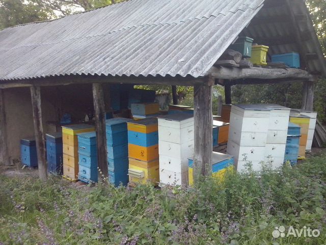 Пчелопакеты на рамке Рута