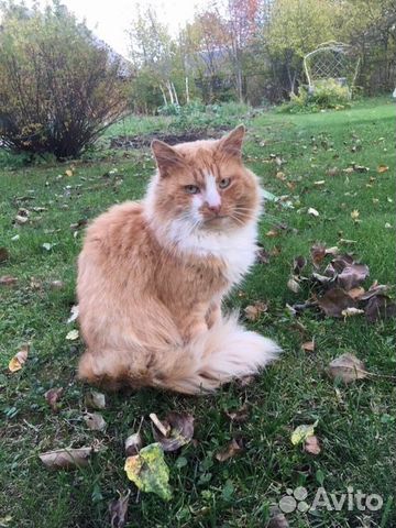 Кот ищет дом