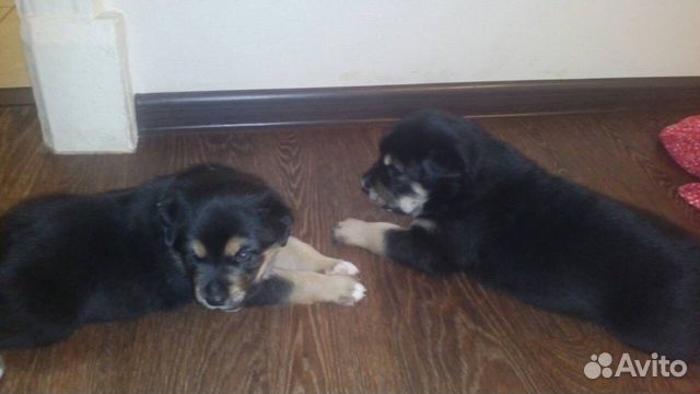 Отдам в добрые руки