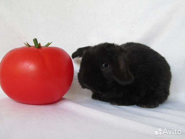 Бархатный карликовый кролик- рекс- Питомник. Видео