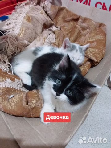 Пушистые пупсики