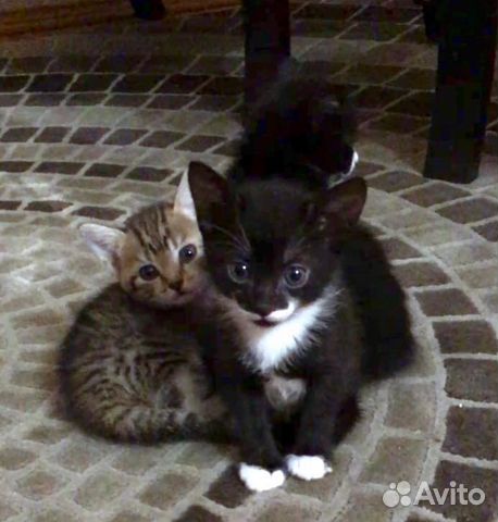 Красивые котята 2 мес. ищут любящих хозяев