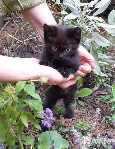Котенок Ося ищет хозяев