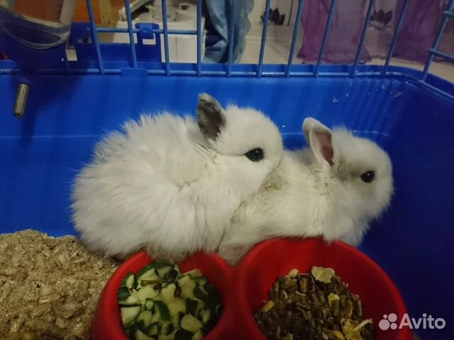 Крольчата декоративные