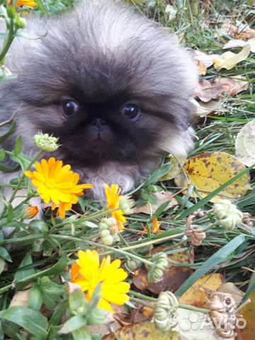 Лапочки щеночки