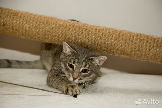 Крошка-кот окраса "енот"