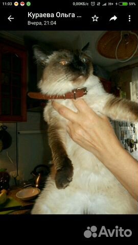 Балинез тайский кот 1 год в добрые руки