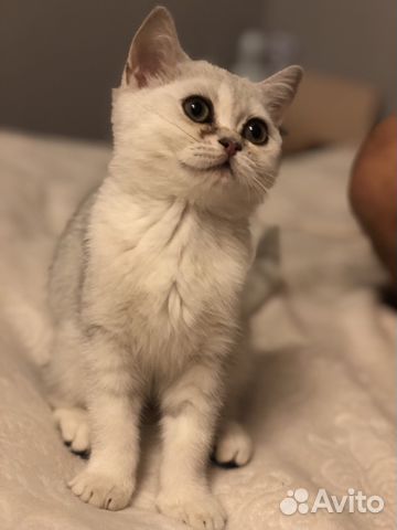 Шотландская прямоухая кошка (скотиш страйт)