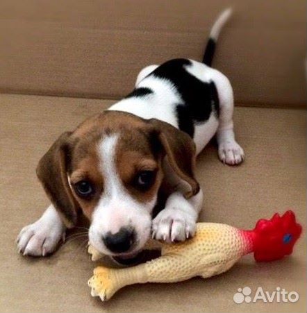 Продаю щенка