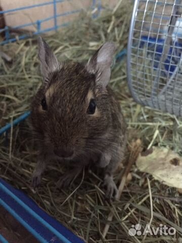 Белка, чилийская белочка Дегу