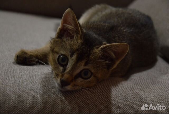 Котёнок абиссинец