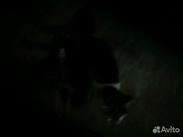 Спасите котёнка