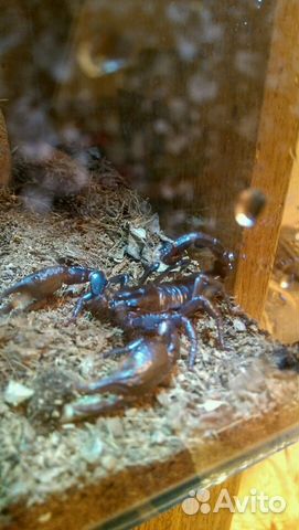 Скорпион взрослый