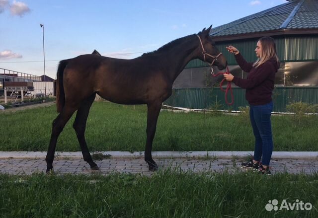 Ганноверская кобылка Caviar 2018