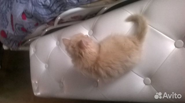 Котенок персикового цвета