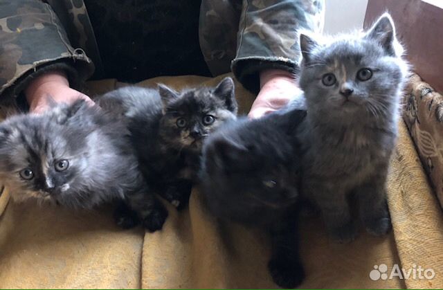 Котята в добрые руки
