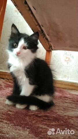 Смышлёные котята