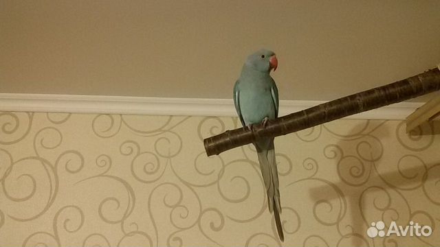 Продам юного ожерелового попугая