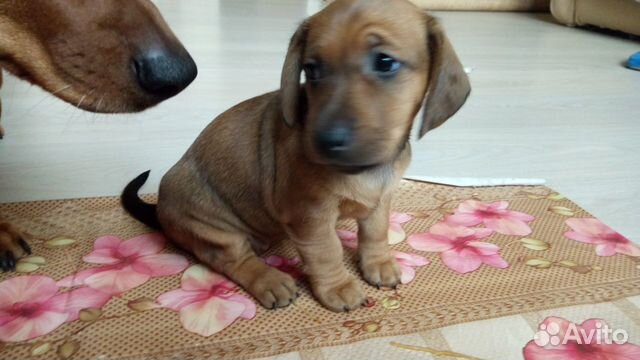 Щенки метисы таксы