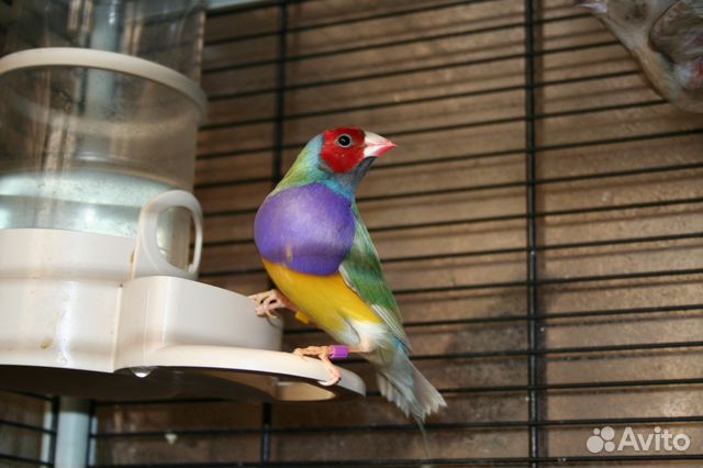 Амадины Гульда разных окрасов