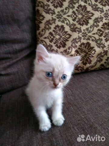 Котенок в добрые руки