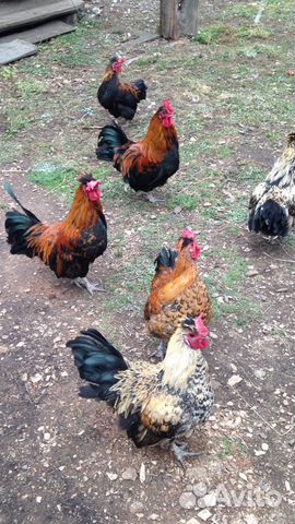 Петушки цветные, Бентамки