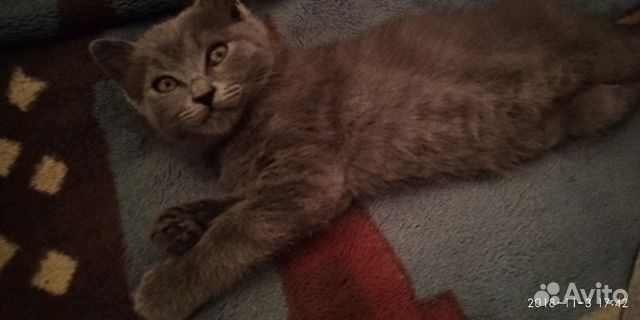 Отдадим котенка от британской кошки