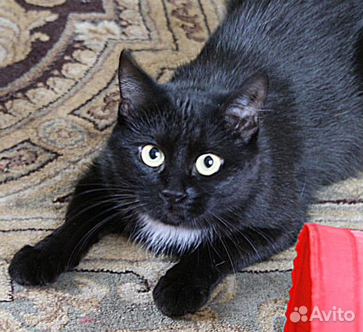 Молодая стерилизованная кошка в хорошие руки