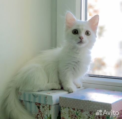 Манчкин мальчик 3 мес. Шоу класс