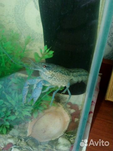 Аквариумные раки