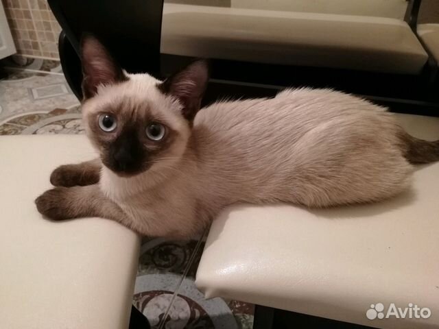 Тайская кошечка