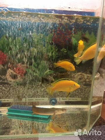 Лабидохромис еллоу и полиптерус сенегальский в дар