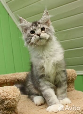 Котик мейн кун Лидер черный серебряный мрамор с бе