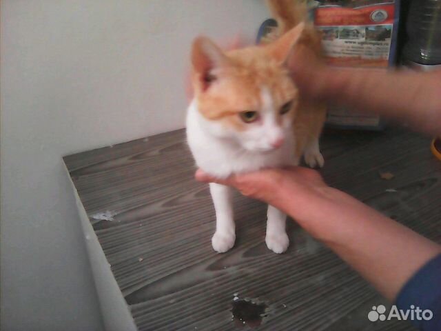 Кошечка Солнечная Апельсинка