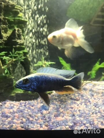 Рыба Цихлиды, хаплохромис васильковый