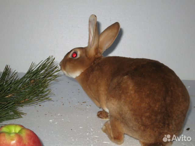 Рекс кролики