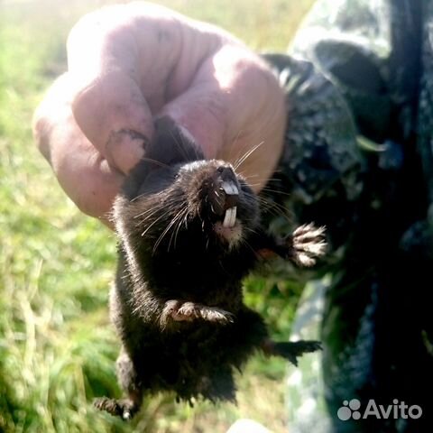 Слепушонка