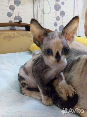 Кошечка канадского сфинкса