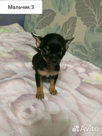 Супер активные Чихуашки