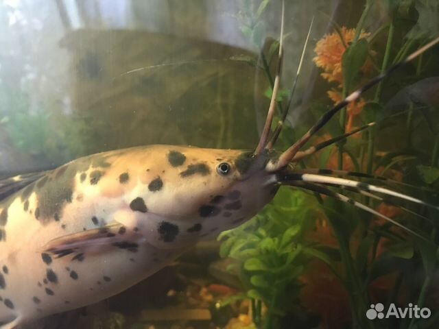 Рыба Сом клариус