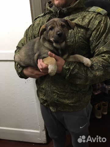 Охотничьи метисы