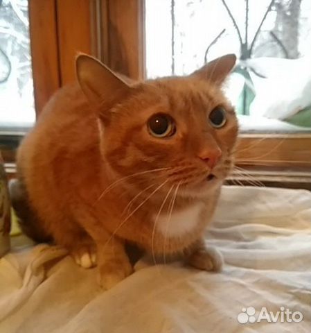 Бабушкин Рыжик
