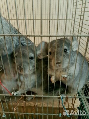 Продаются шиншиллята